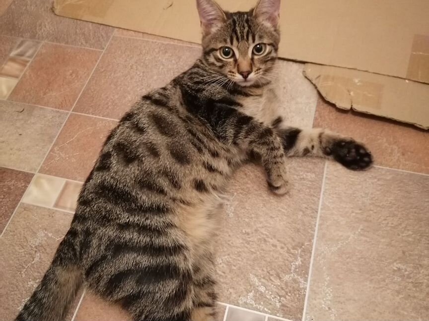 Котенок подросток ищет дом