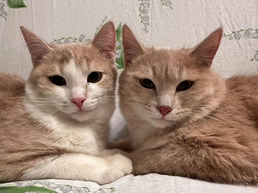 Рыжие солнышки