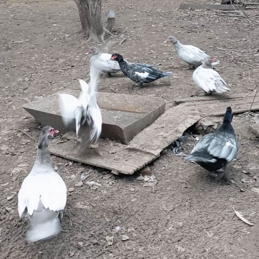 Продам индоуток