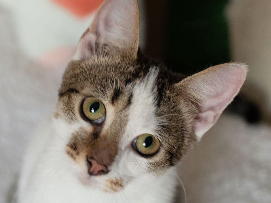 Котик похожий на девочку)