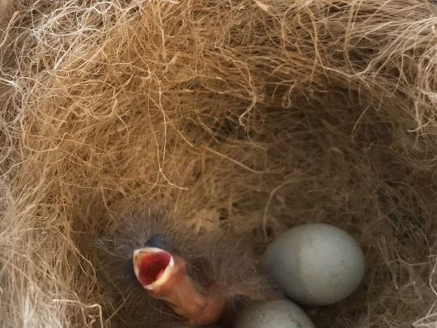 Кенара и канарейки