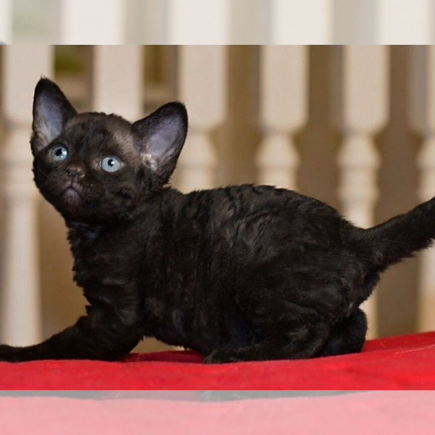 Девон-рекс котёнок