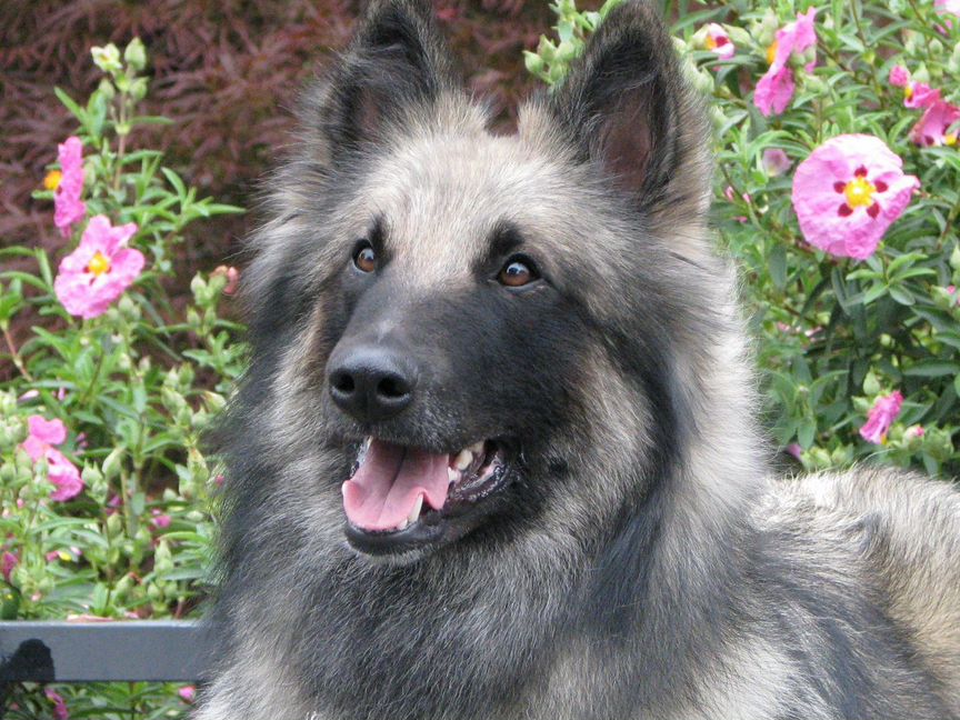 Лохматые щенки длинношерстных бельгийских овчарок