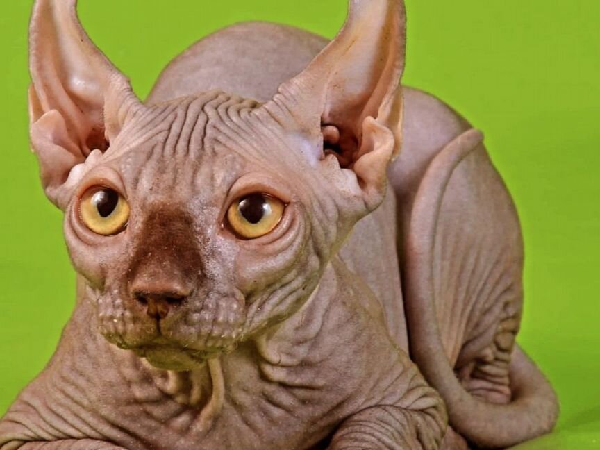 Эльф мальчик