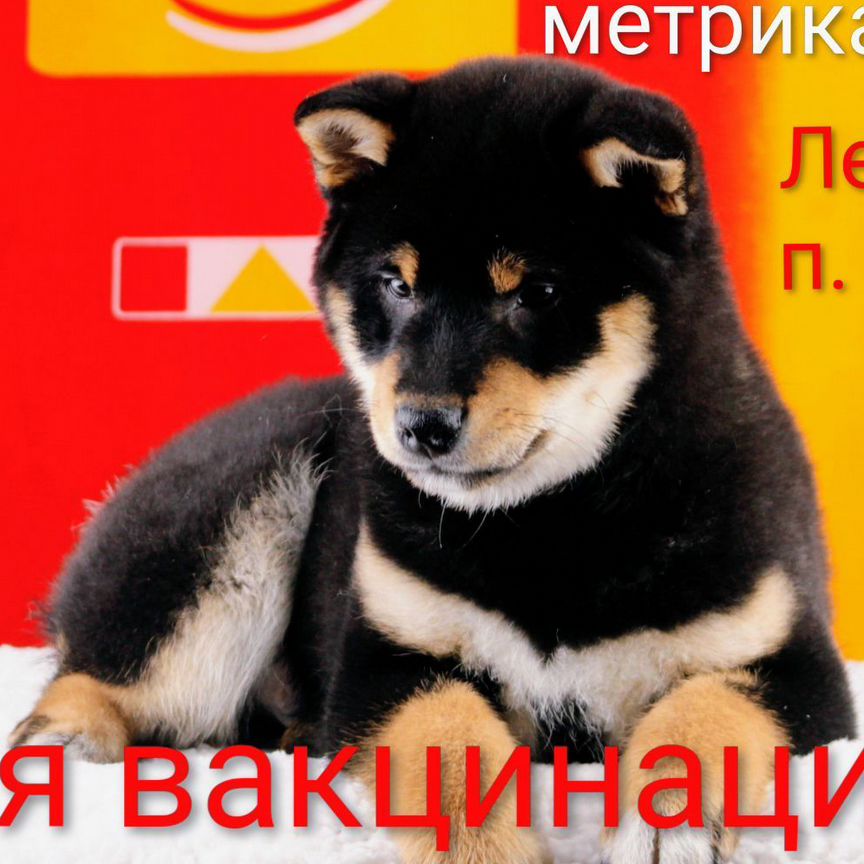 Сиба-ину, щенок