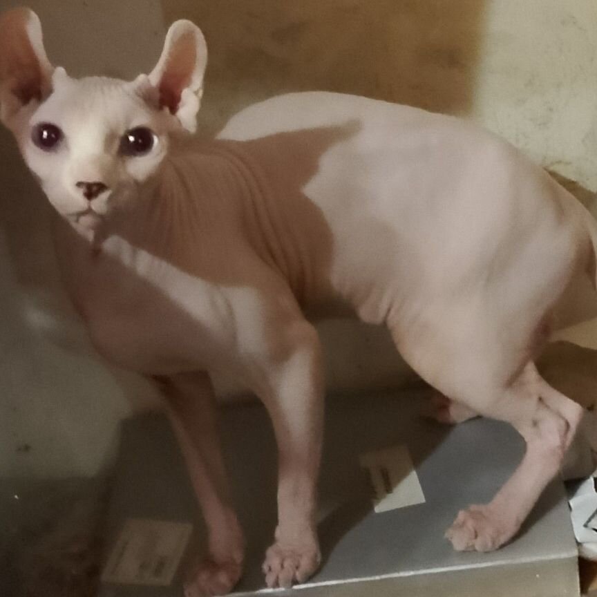 Канадский сфинкс котёнок