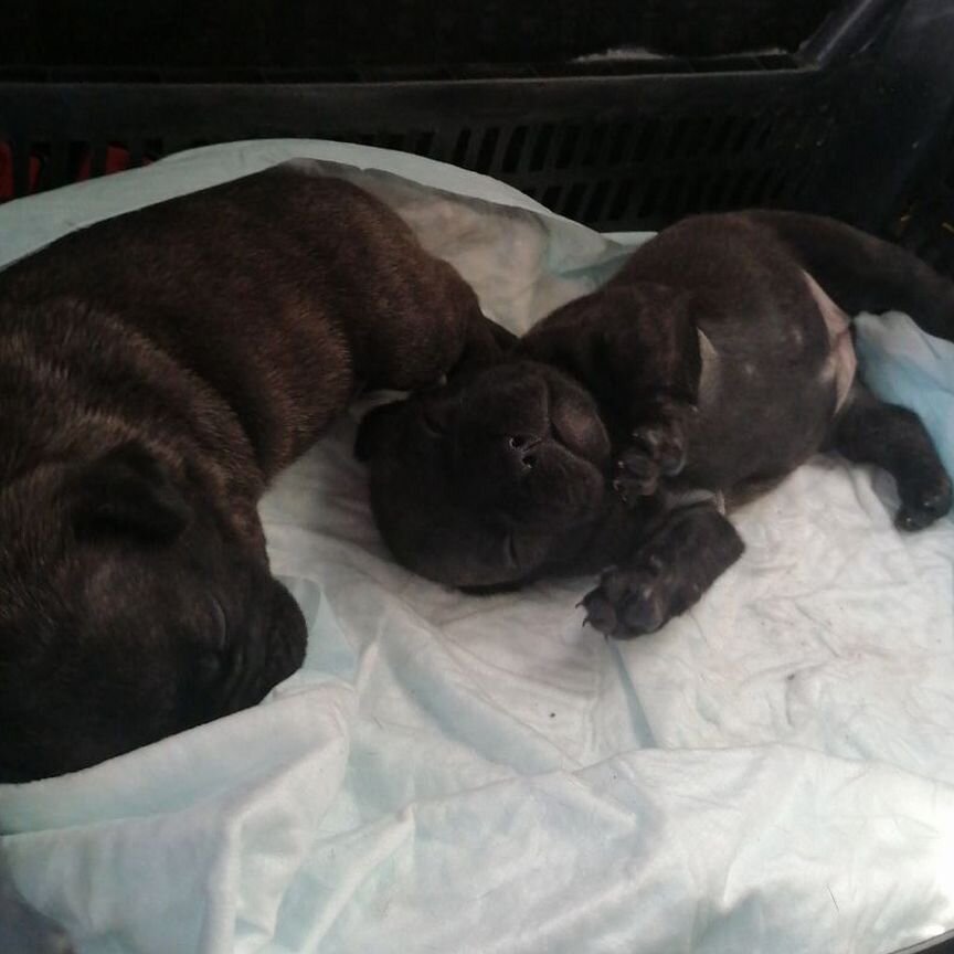 Щенки французики