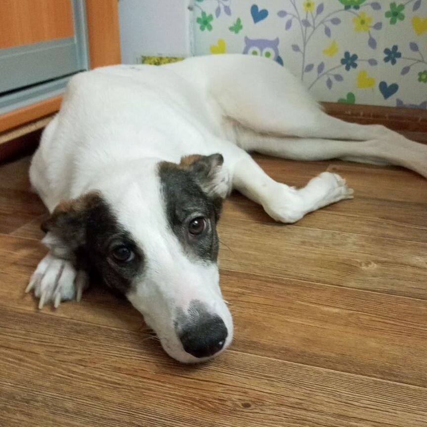 Взрослая собака в добрые руки