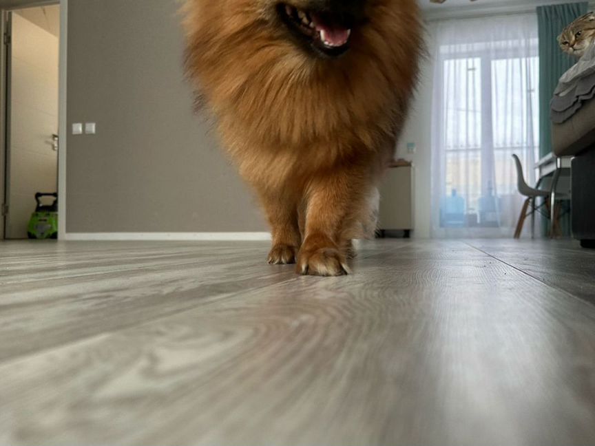 Малый немецкий Шпиц