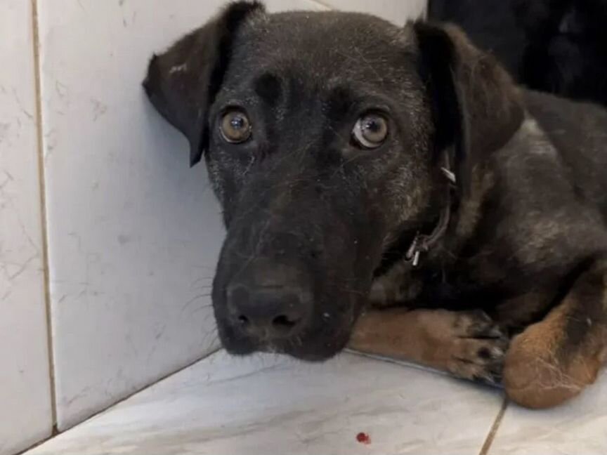 Собаки из приюта молодые ищут дом