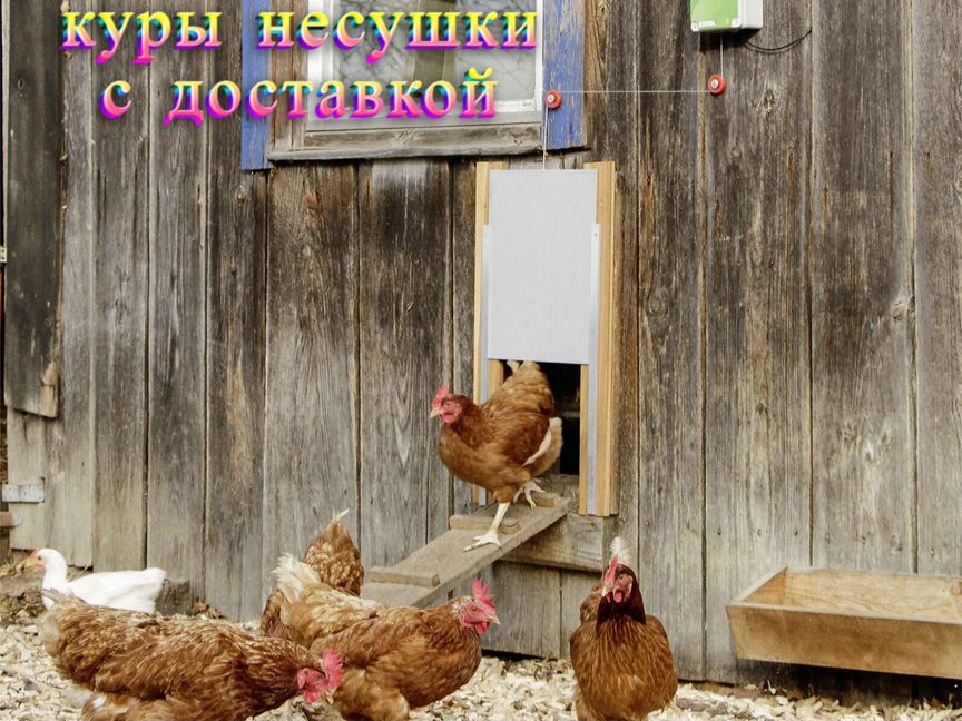 Куры 9-10 мес