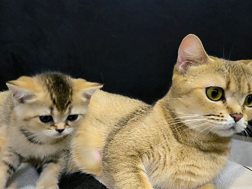 Шотланский котенок