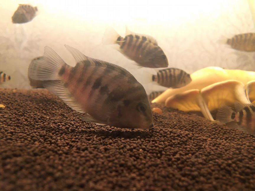 Рыбки цихлиды полосатые