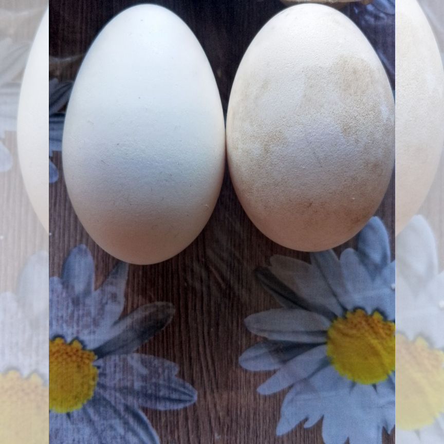 Продам гусиные яйца для вывода за шт