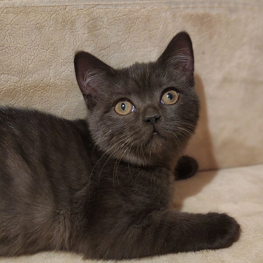 Британская шоколадная девочка