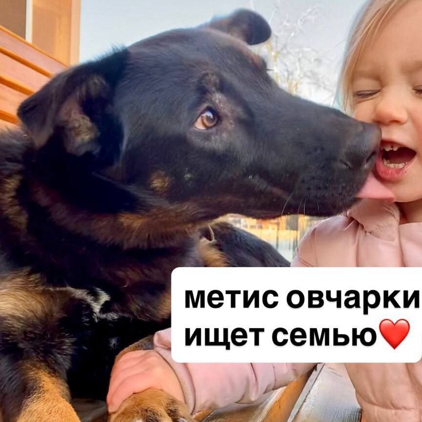 Взрослая собака в добрые руки