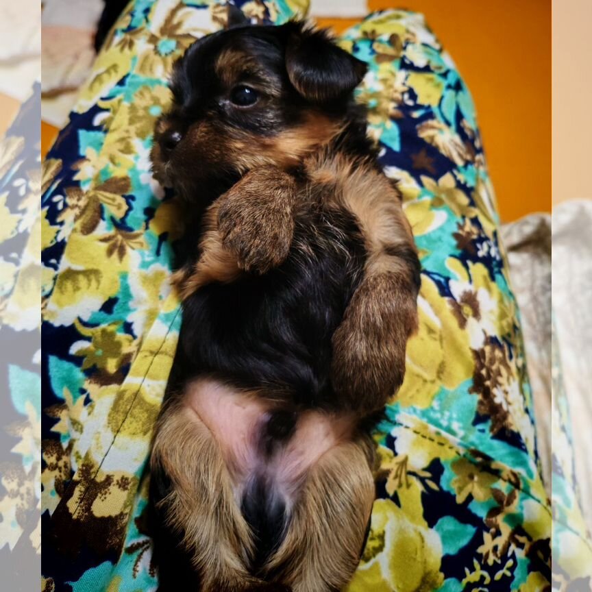 Йоркширский терьер, щенок