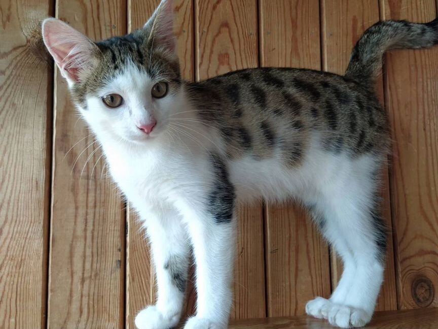 Контактный ласковый котенок