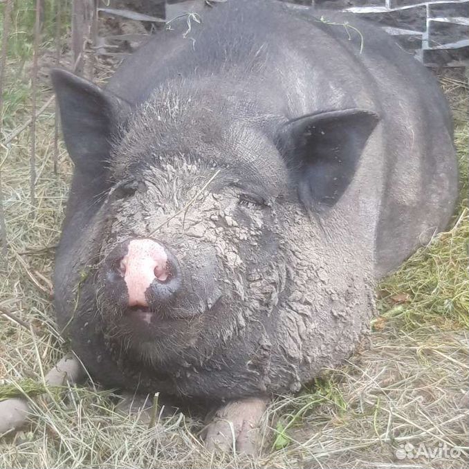 Вьетнамская вислобрюхая свинка