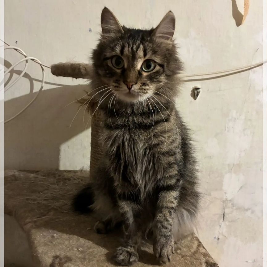 Сибирская, взрослая кошка