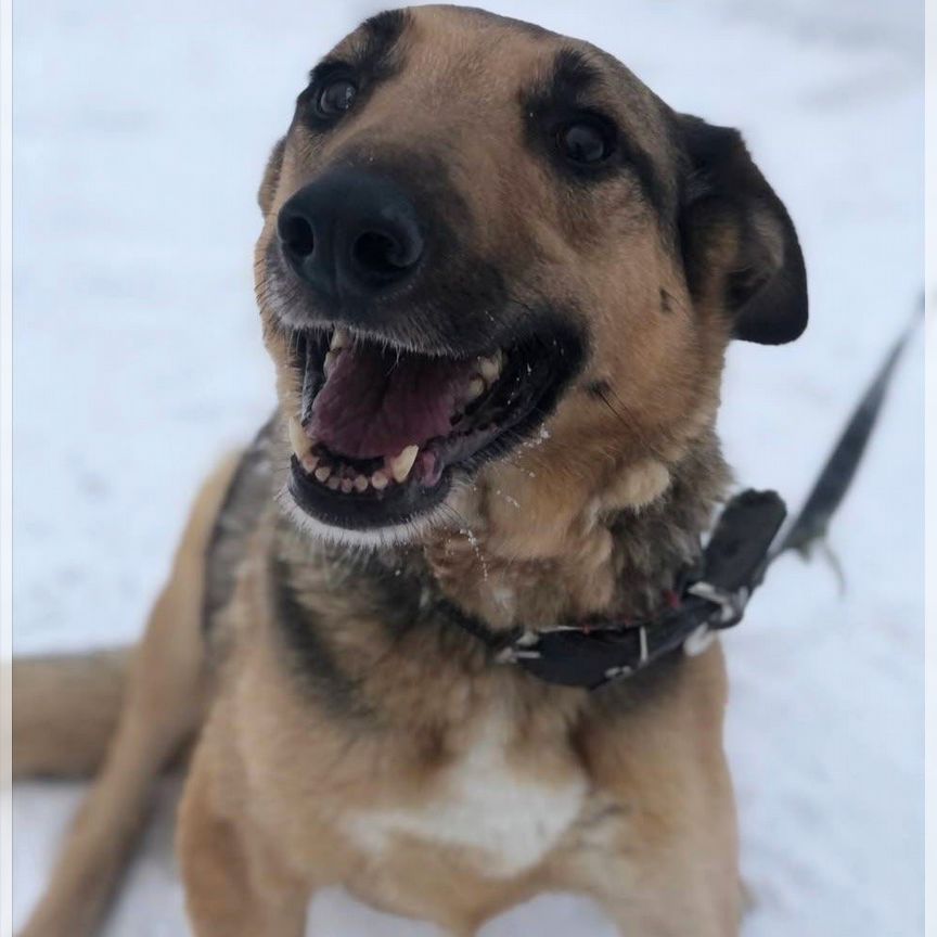 Немецкая овчарка, взрослая собака из приюта