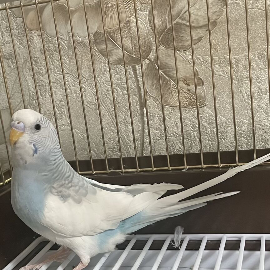 Волнистый попугай с клеткой