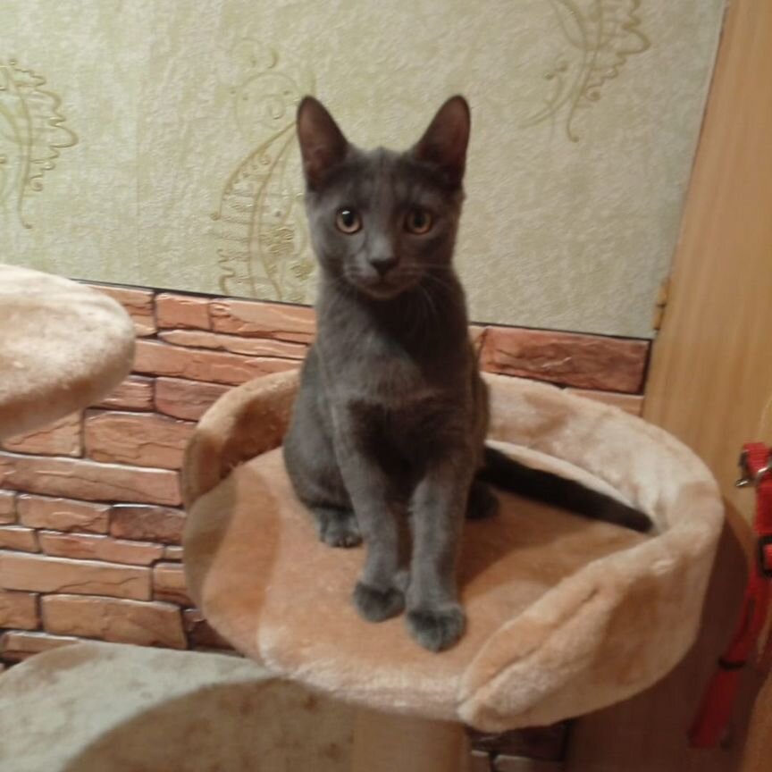 Котенок в добрые руки