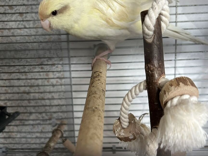 Попугай Какарик