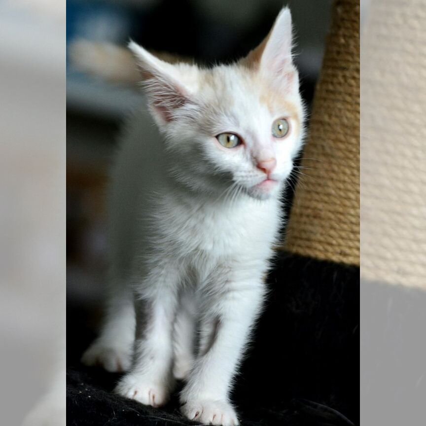 Котенок мальчик бесплатно в добрые руки