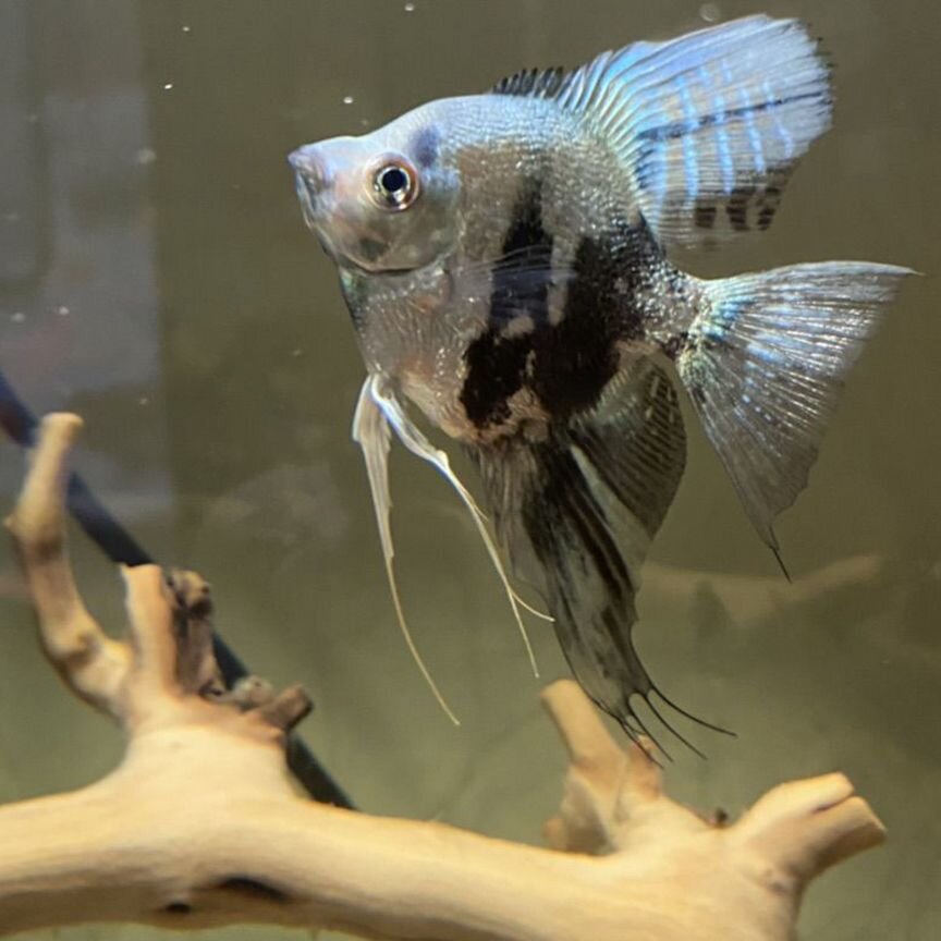 Рыба скалярия