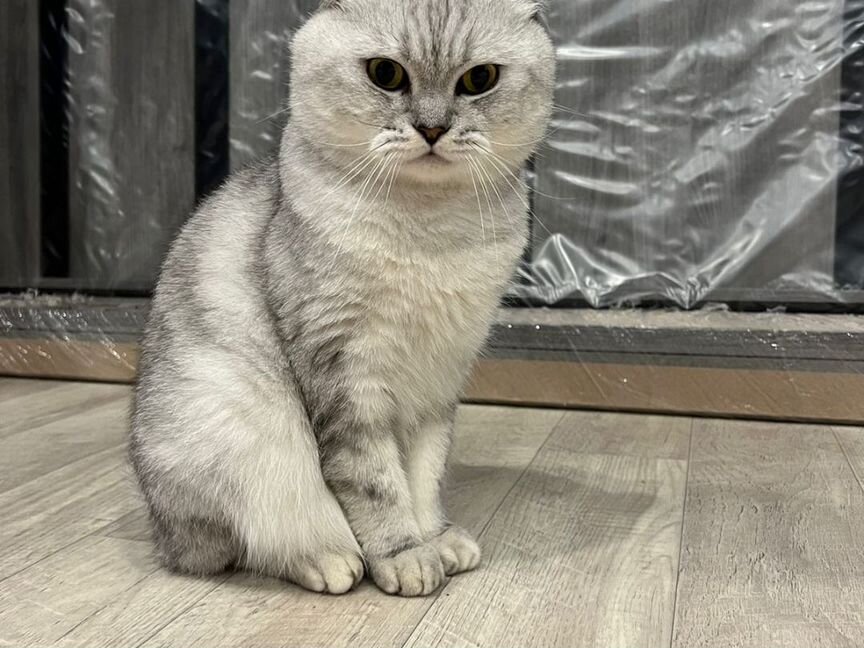 Британский прямоухий кот