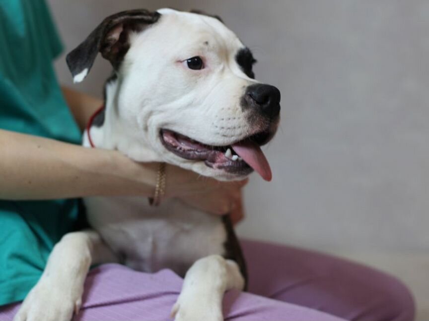 Щенки американского стаффорда