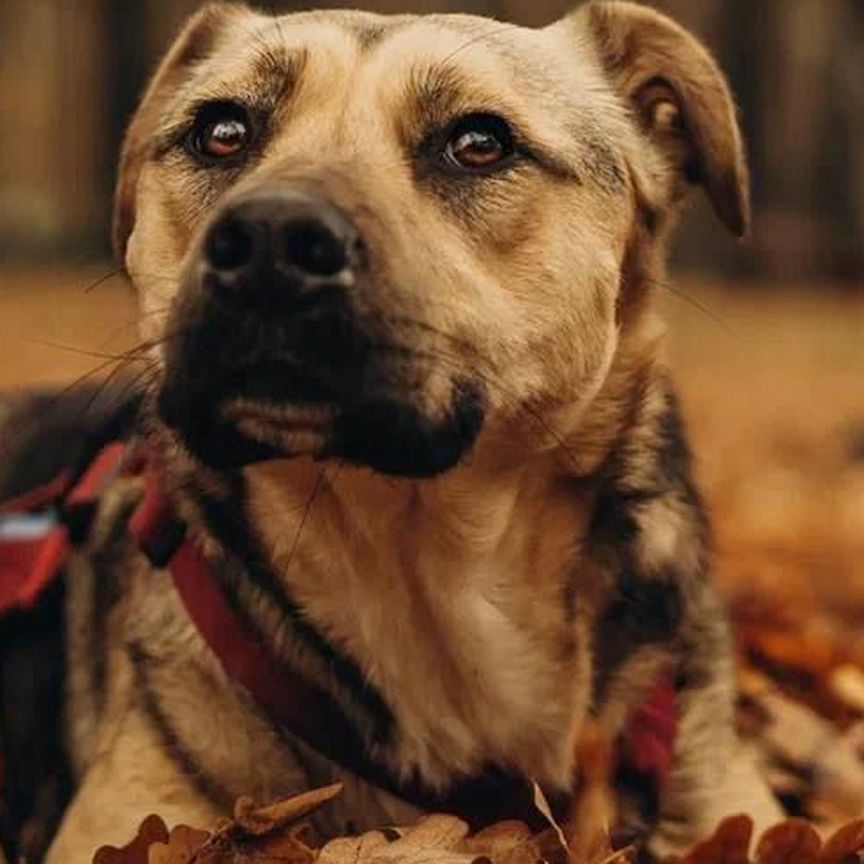 Взрослая собака в добрые руки