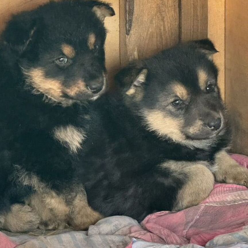 Продам щенков немецкой вчарки