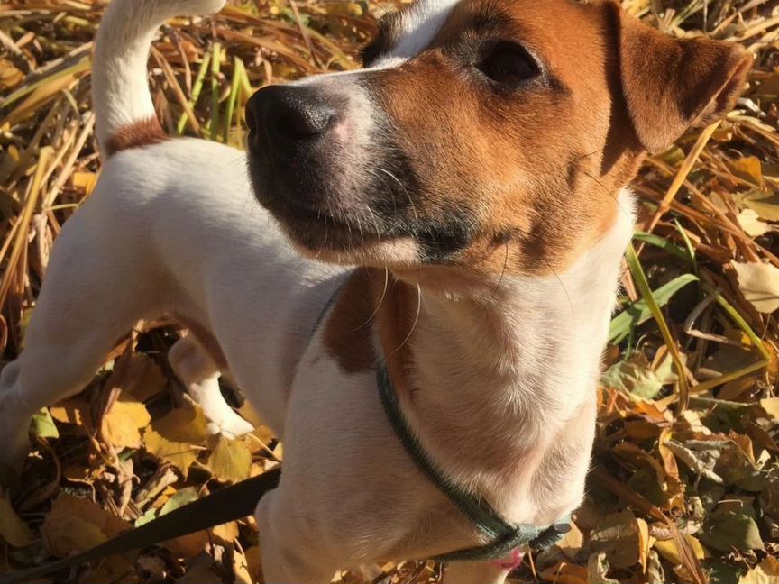 Вязка собак джек рассал нужна девочка