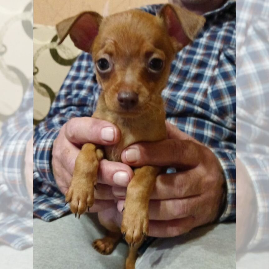 Русский той-терьер, щенок