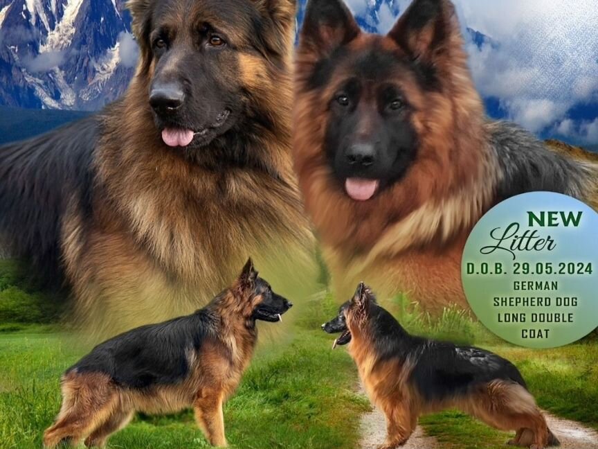 Щенки немецкой овчарки длинношерстной