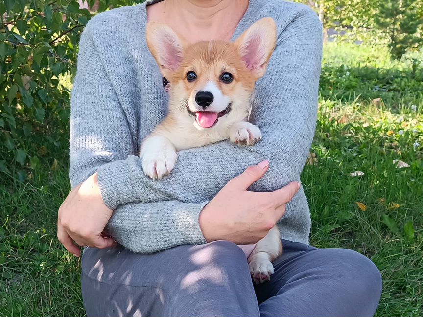 Перспективные щенки Вельш-корги пемброк