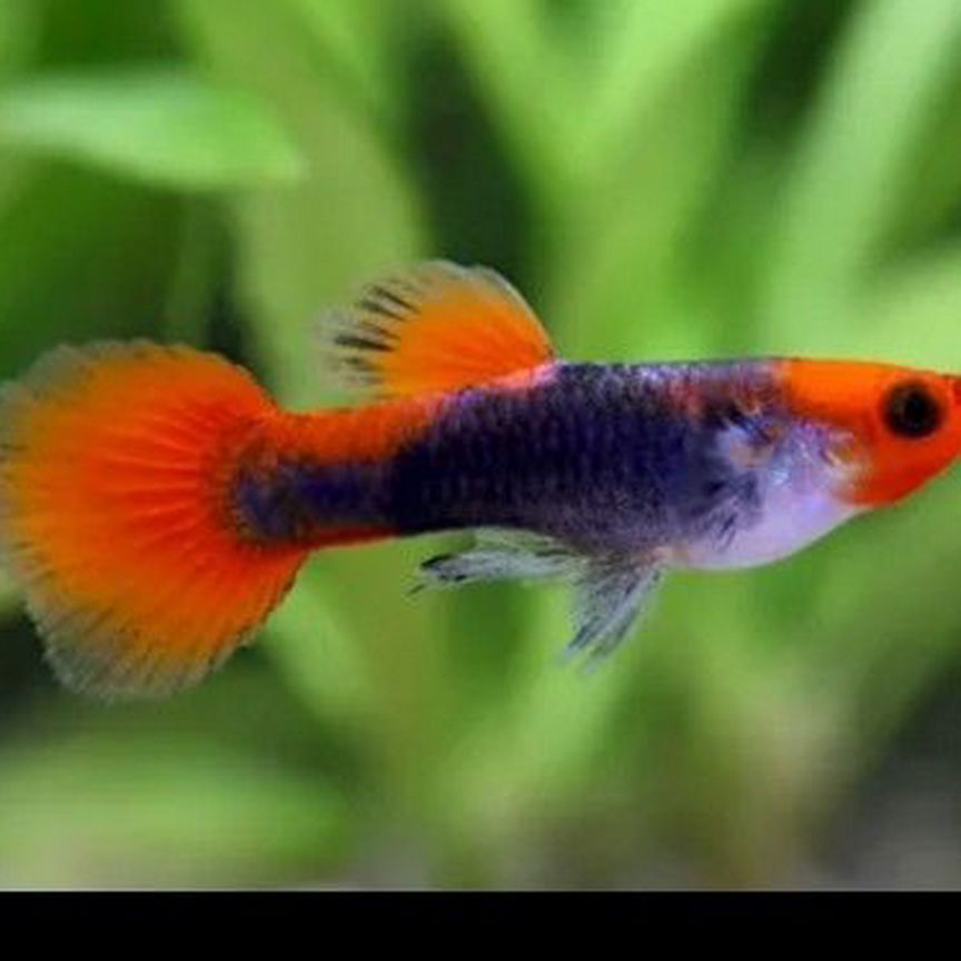 Гуппи Тукседо кои