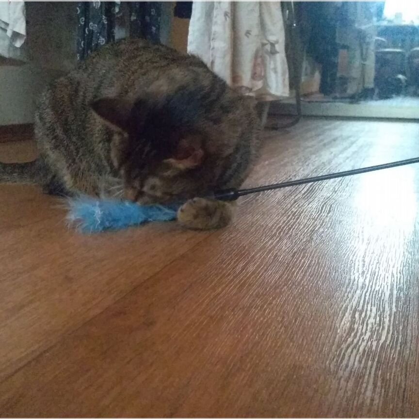 Взрослая кошка в добрые руки