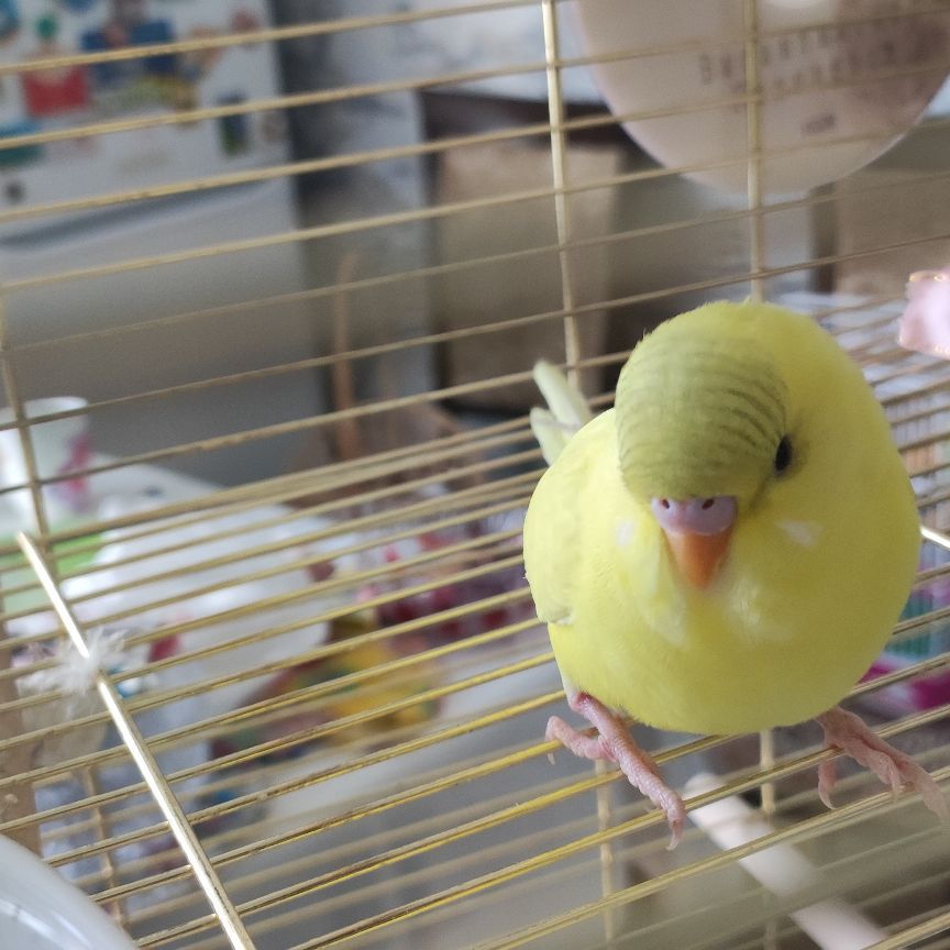 Волнистый попугай ручной москва