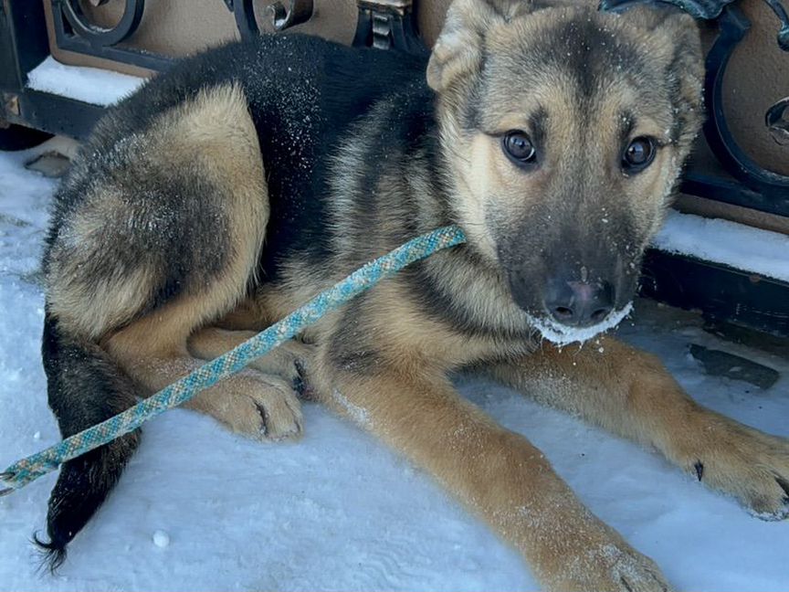 Щенок мальчик помесь овчарки