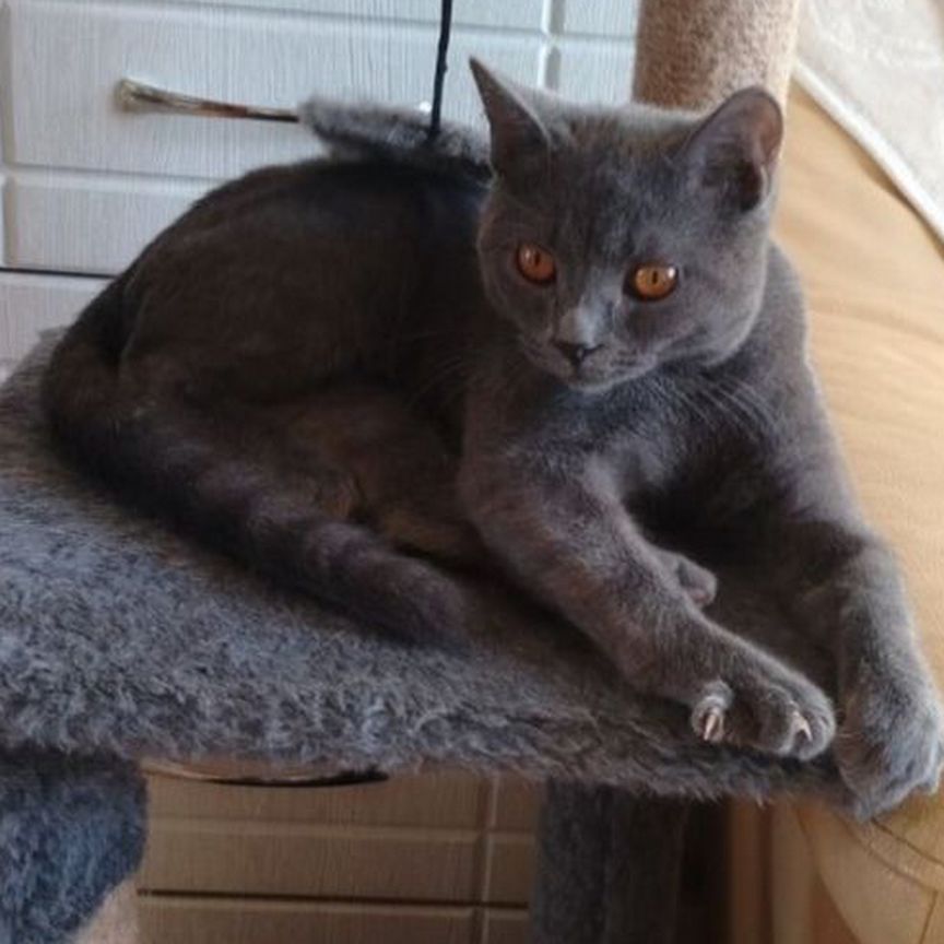 Британский короткошёрстный котёнок