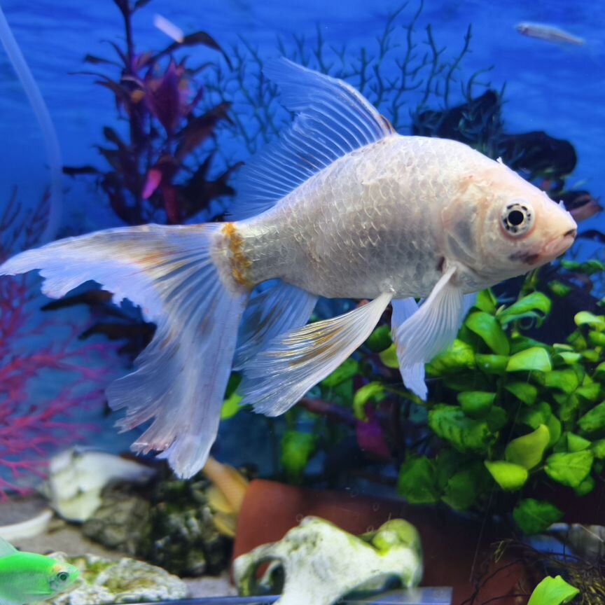 Золотая рыбка