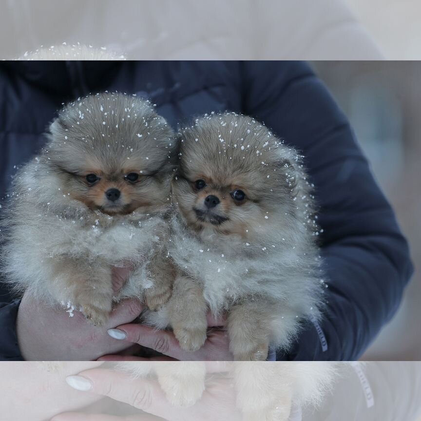 Померанский шпиц, щенок