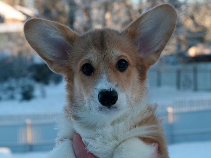 Вельш-корги пемброк щенок мальчик