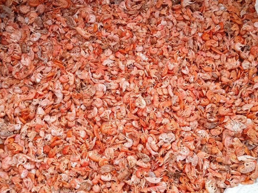 Мормыш(гамарус) сушёный