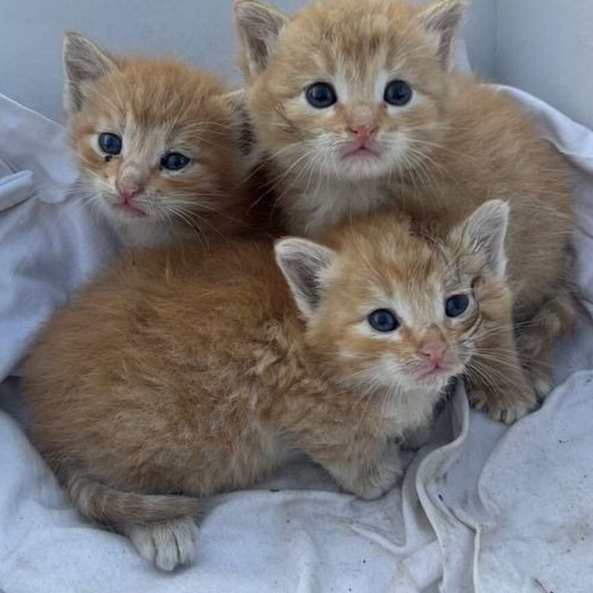 Котята рыжие бесплатно