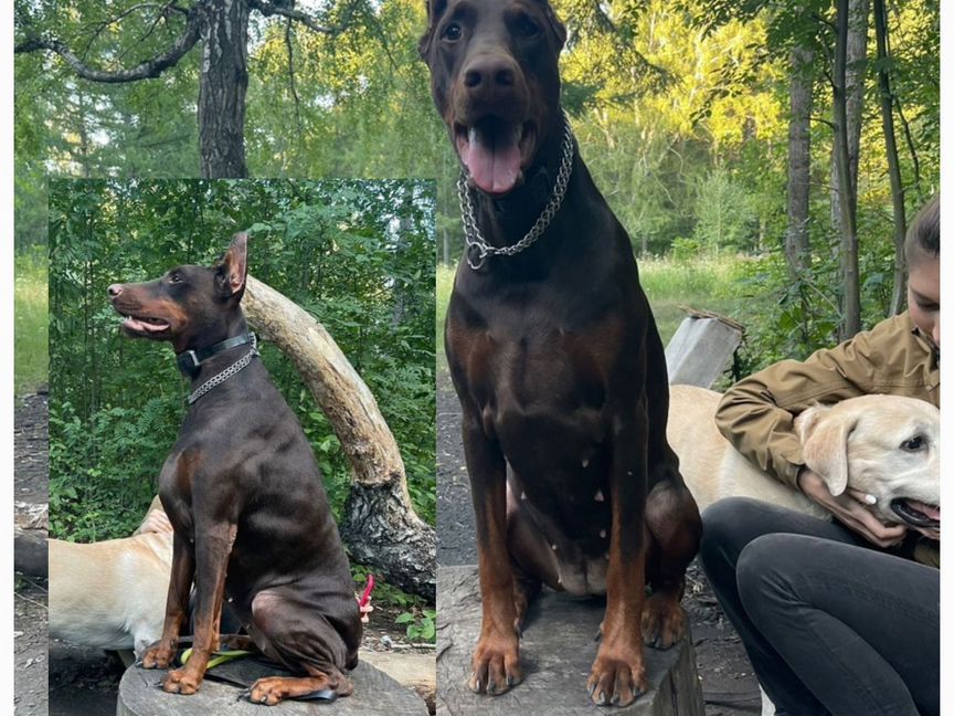 Доберман в добрые руки