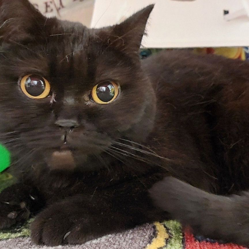 Британская